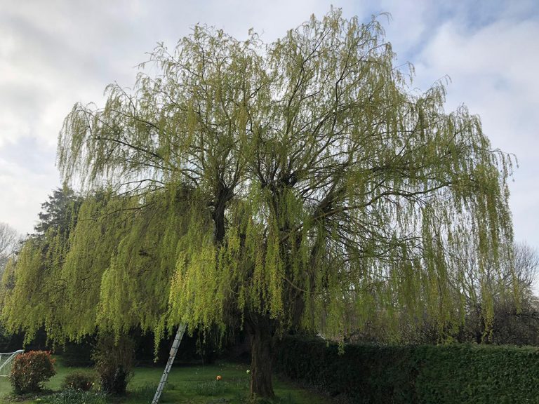 Tree Preservation Order Tpo Tree Surgeons Oxted Westerham